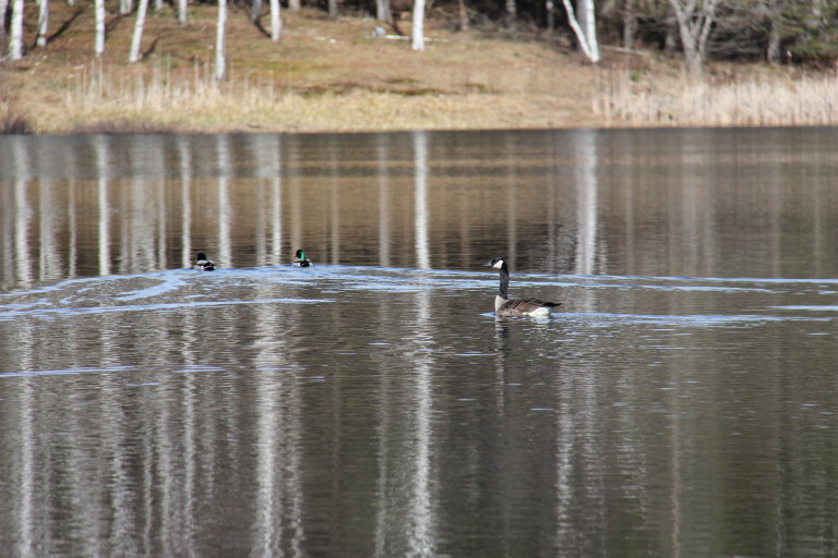 Muskoka Attractions - Muskoka Tourist Attractions